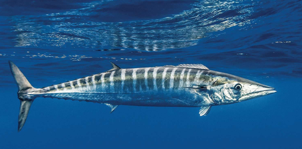 Fish Species - Panama Sport Fishing Charters